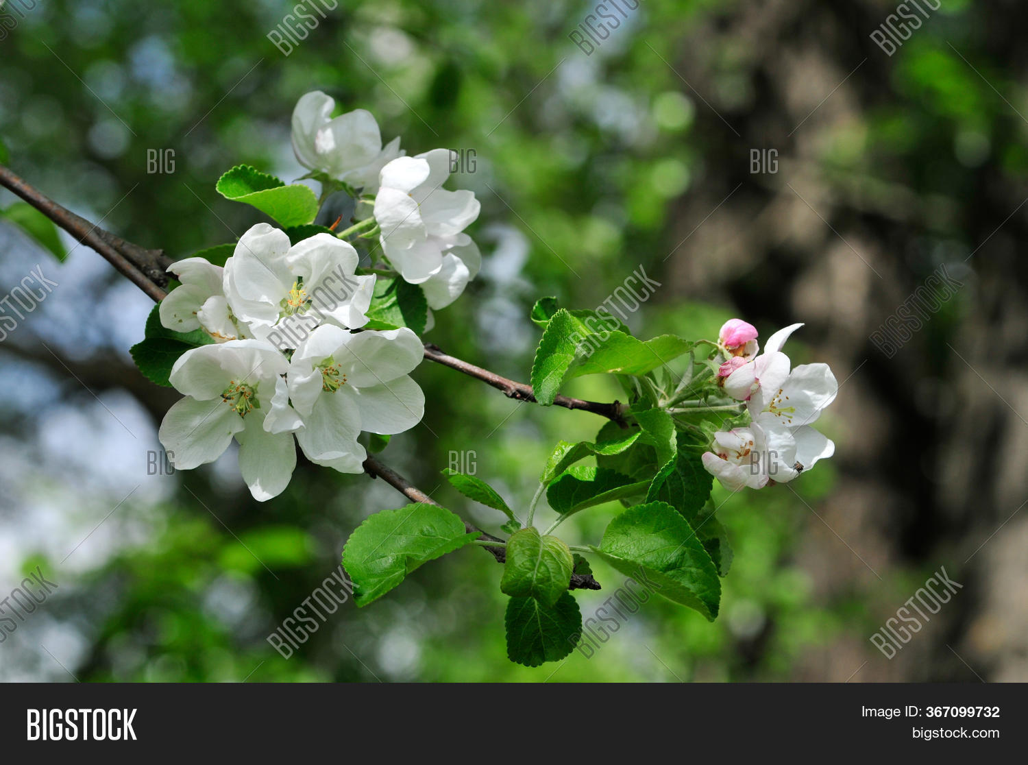 Flowering Apple Trees Image & Photo (Free Trial) | Bigstock