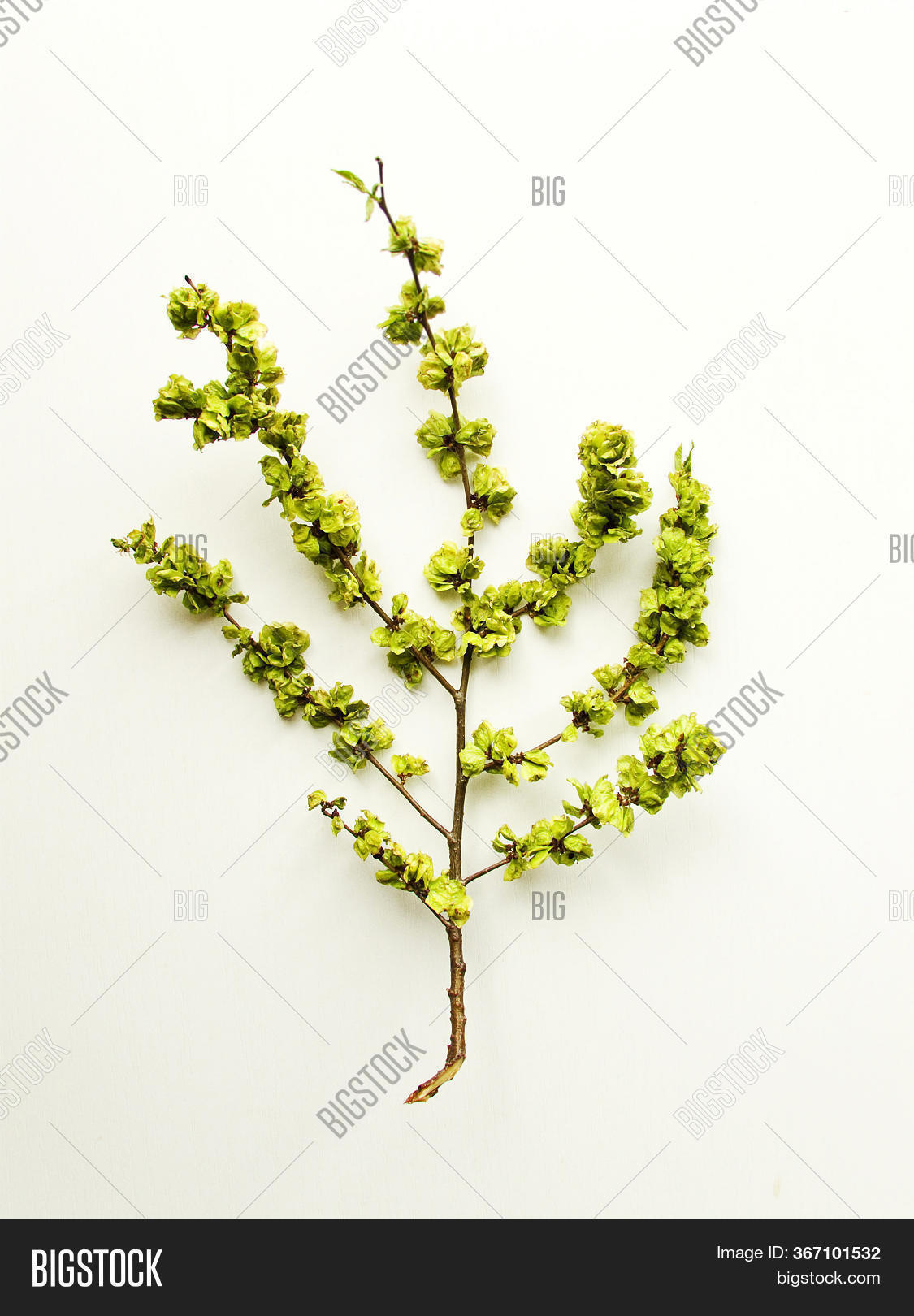 Elm Tree Flowers On Image & Photo (Free Trial) | Bigstock