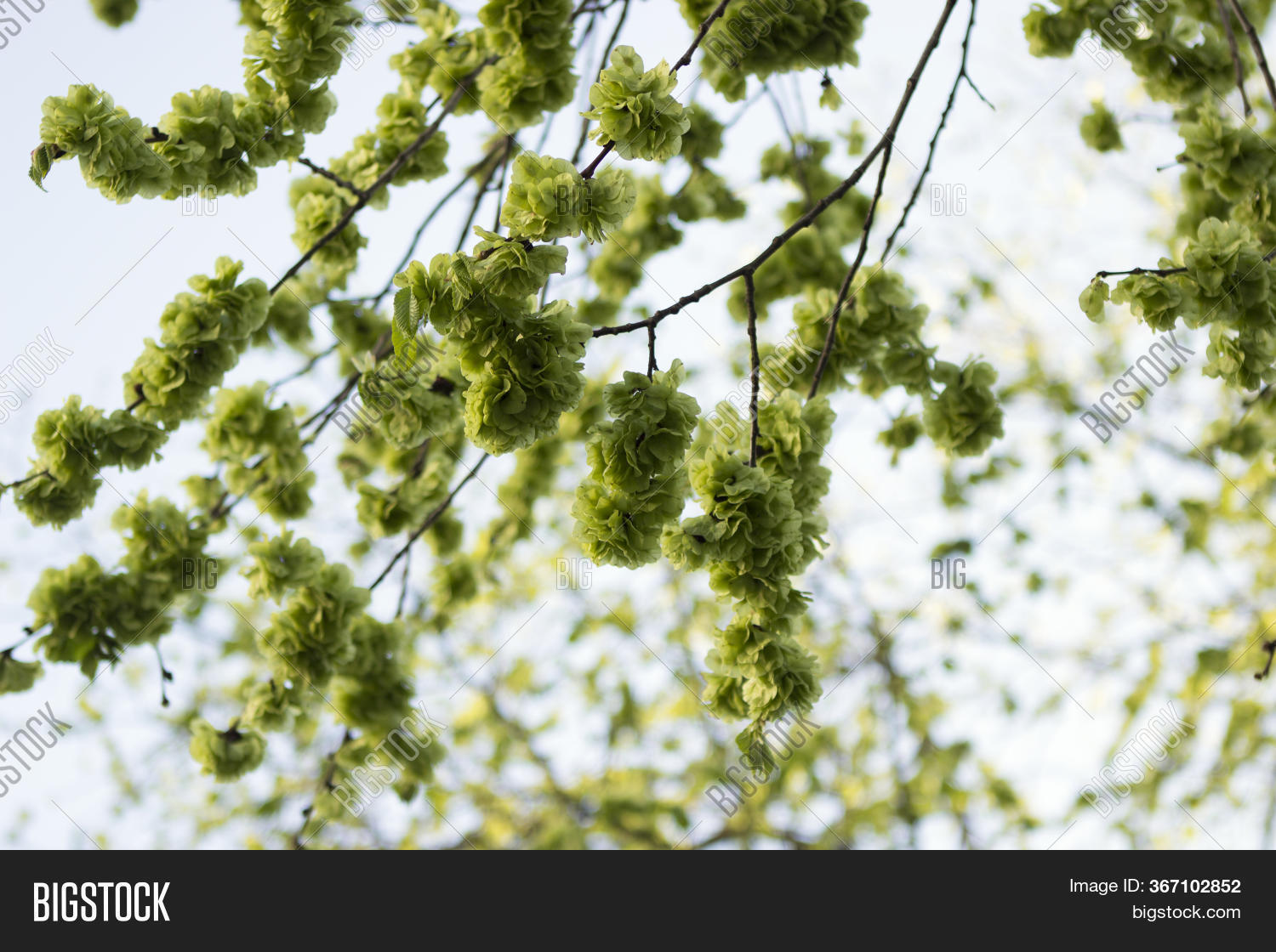 Branches Elm Tree Image & Photo (Free Trial) | Bigstock