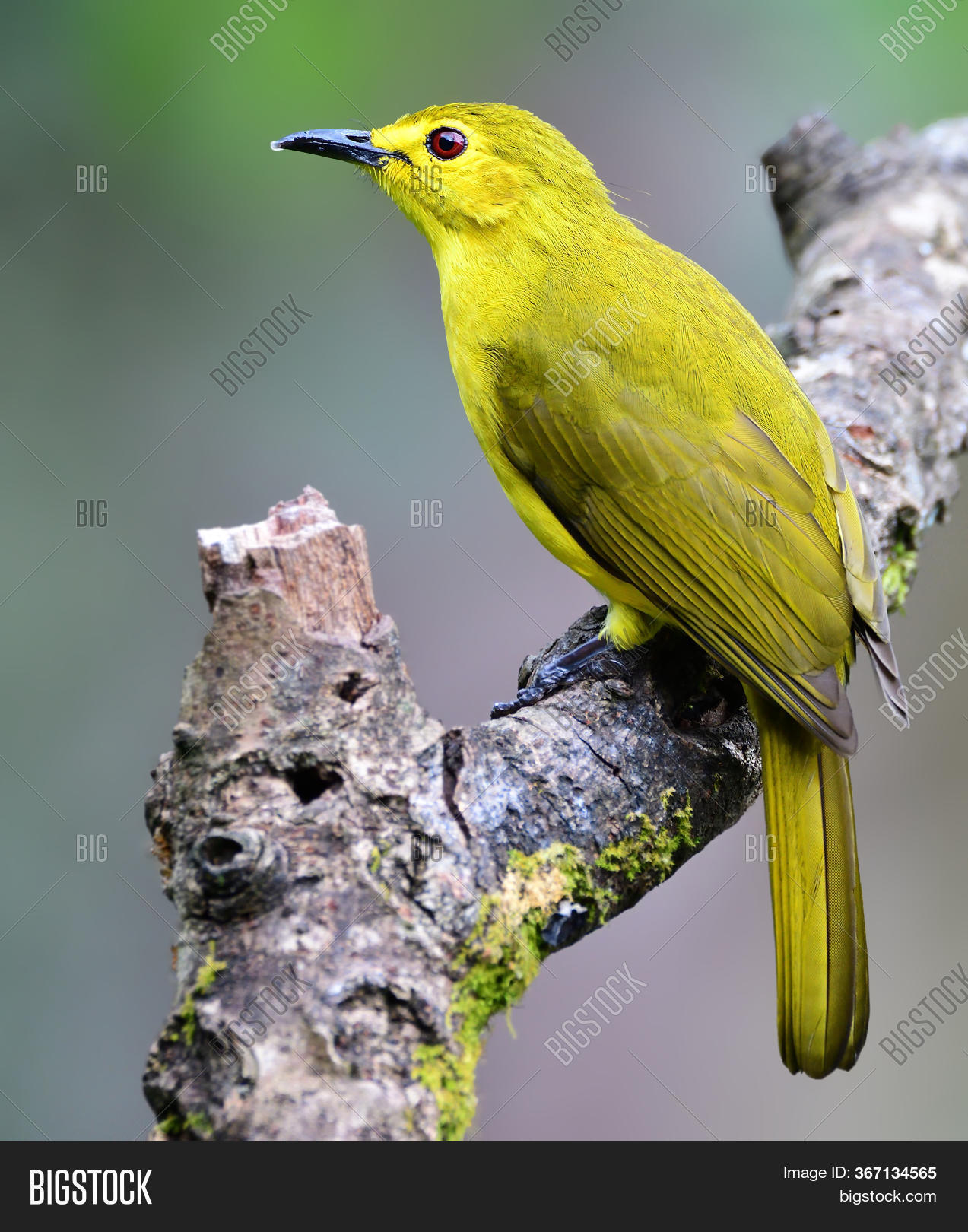 Yellow-browed Bulbul: Image & Photo (Free Trial) | Bigstock