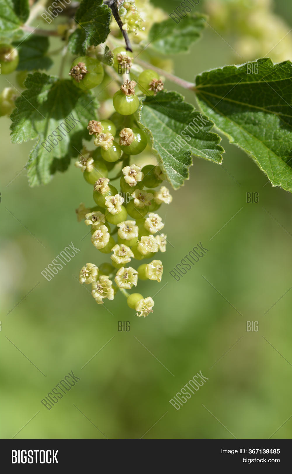 Red Currant Flowers - Image & Photo (Free Trial) | Bigstock