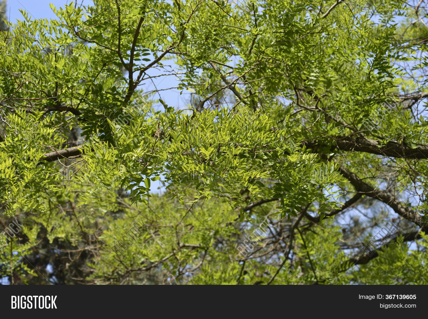 Japanese Pagoda Tree Image & Photo (Free Trial) | Bigstock