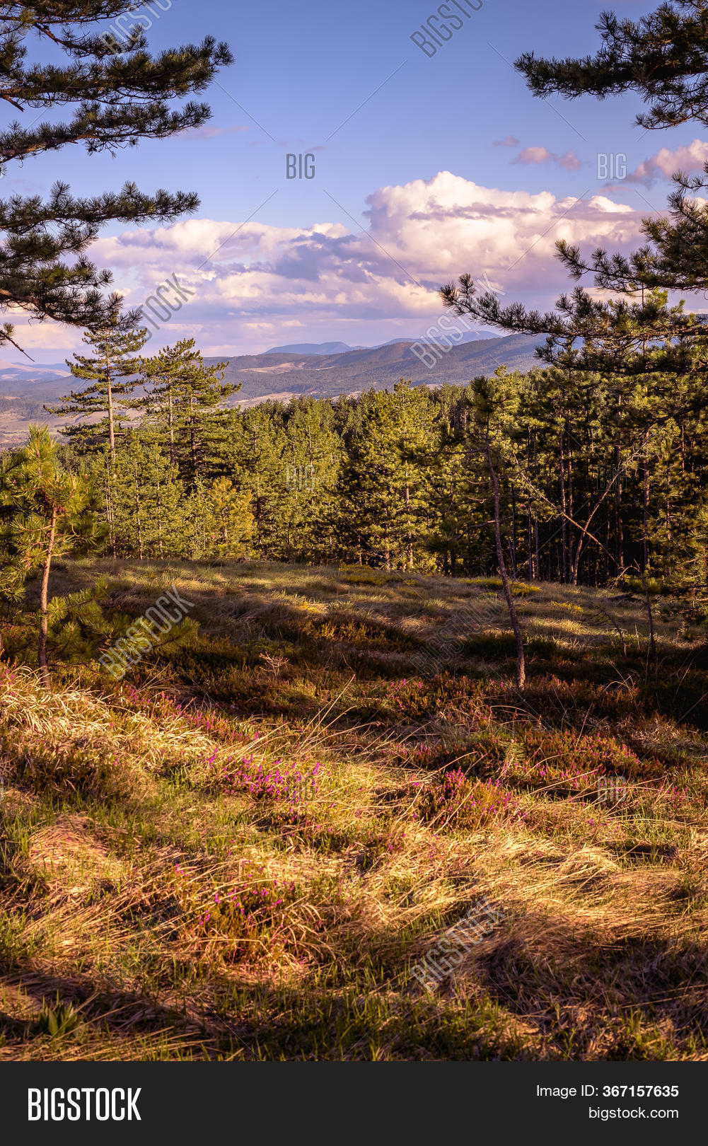Green Valley Nature Image & Photo (Free Trial) | Bigstock