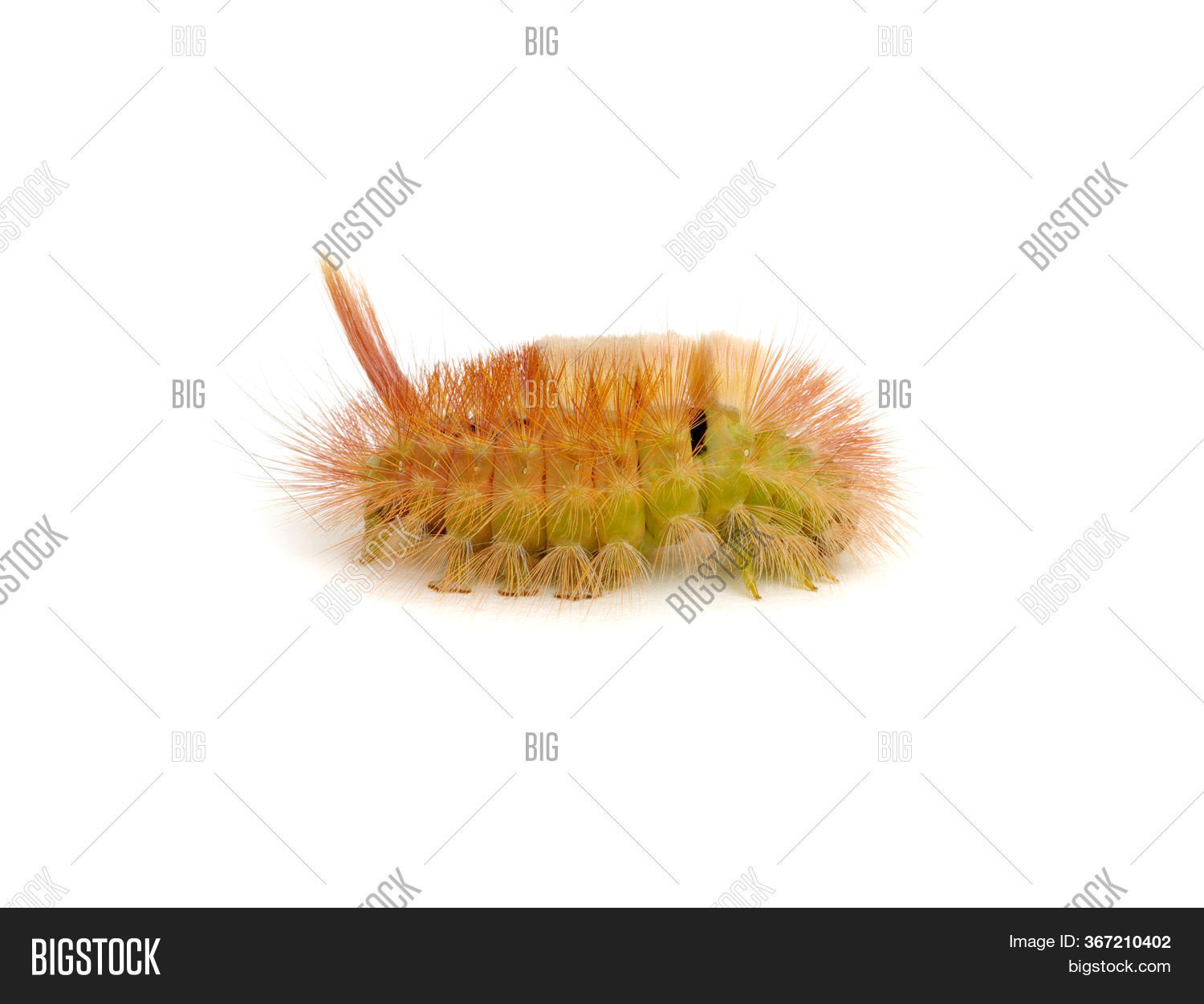 Caterpillar Isolated Image & Photo (Free Trial) | Bigstock