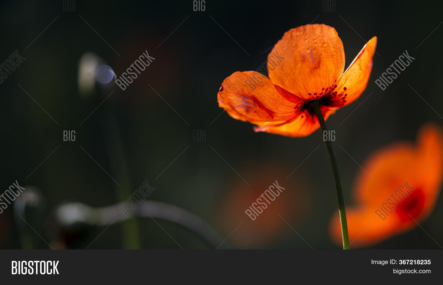 Small Poppy Closeup. Image & Photo (Free Trial) | Bigstock