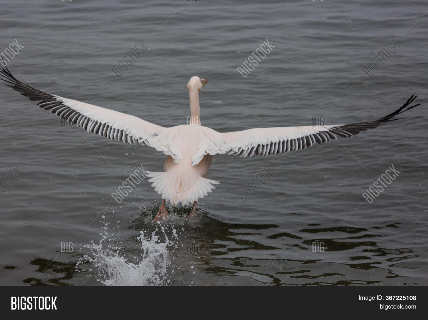 Beautiful Water Bird Image & Photo (Free Trial) | Bigstock