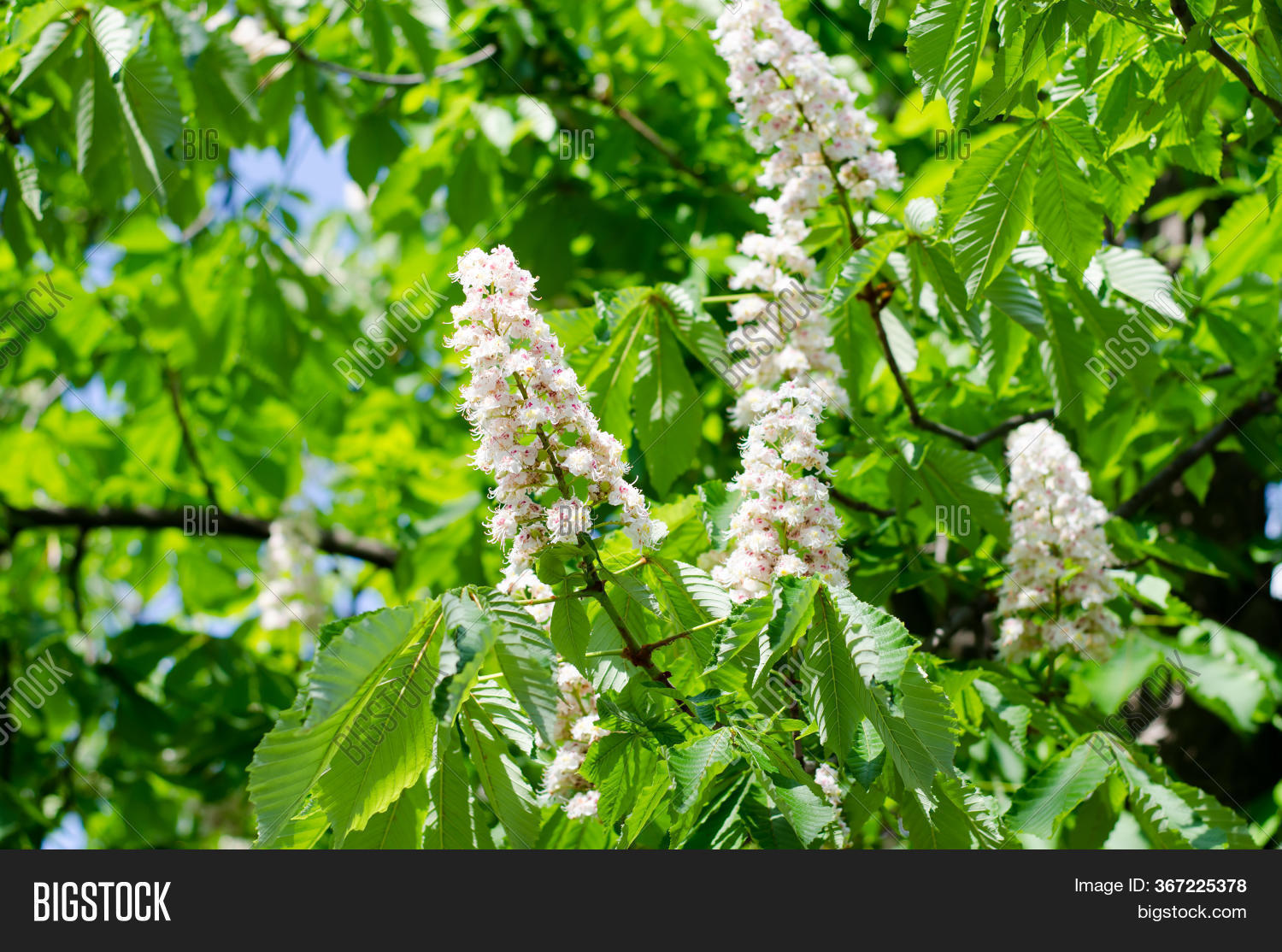 Flowering Chestnut. Image & Photo (Free Trial) | Bigstock