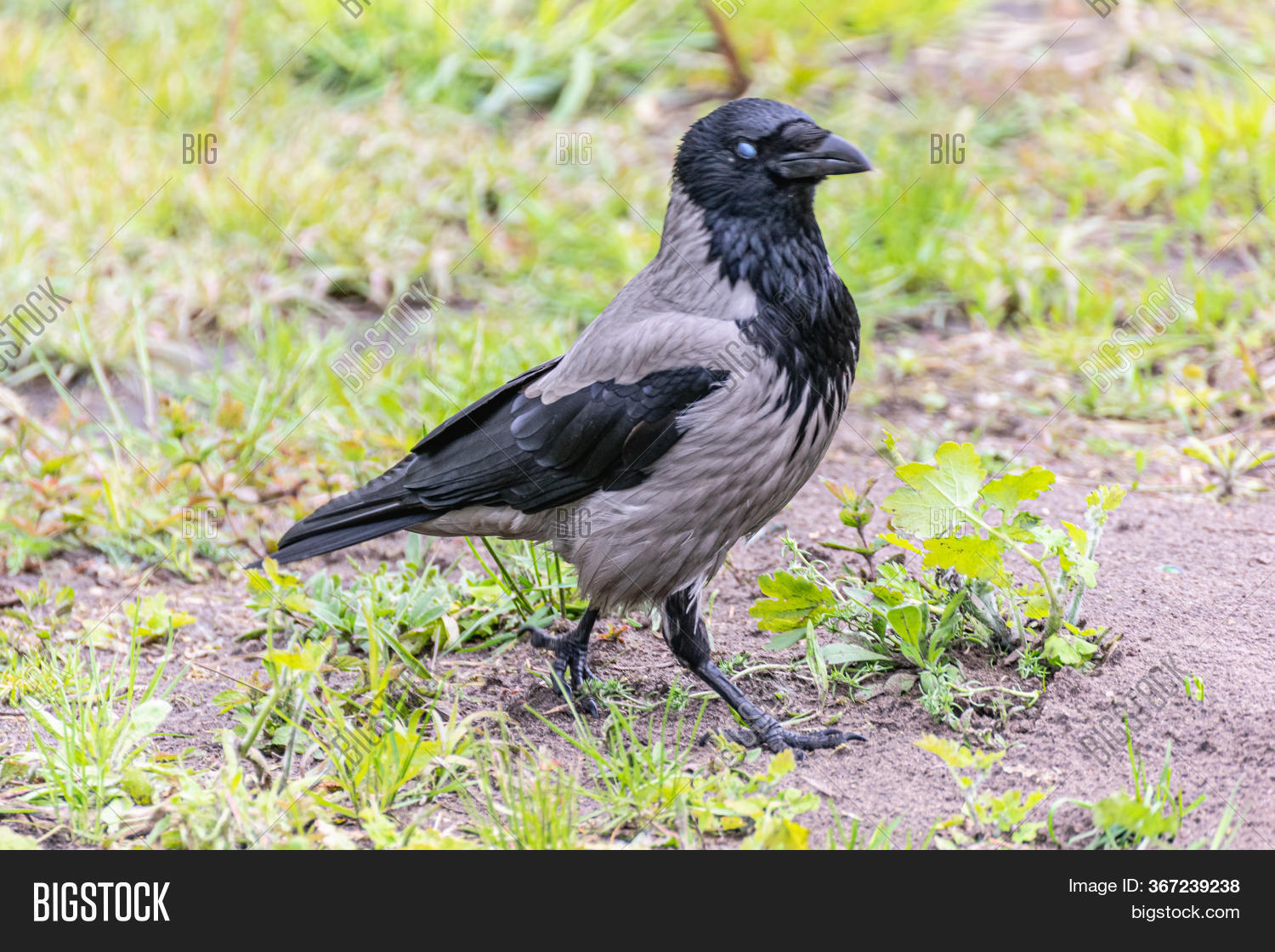 Gray Crow Portrait Image & Photo (Free Trial) | Bigstock