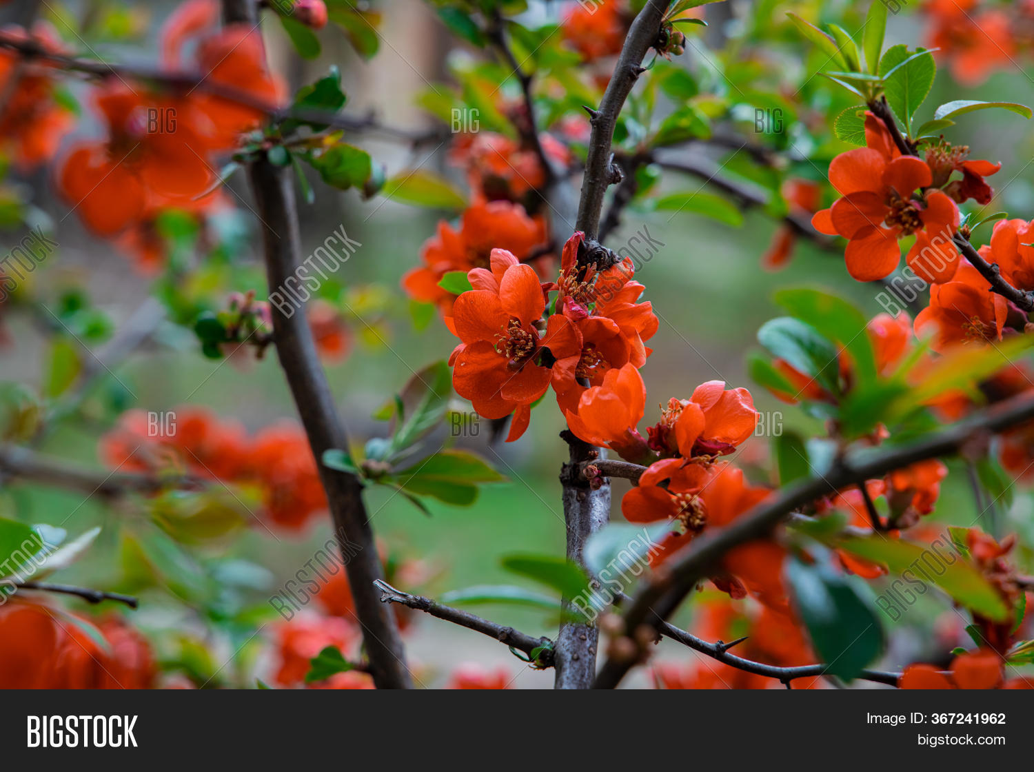 Garden Floral Scenic Image & Photo (Free Trial) | Bigstock