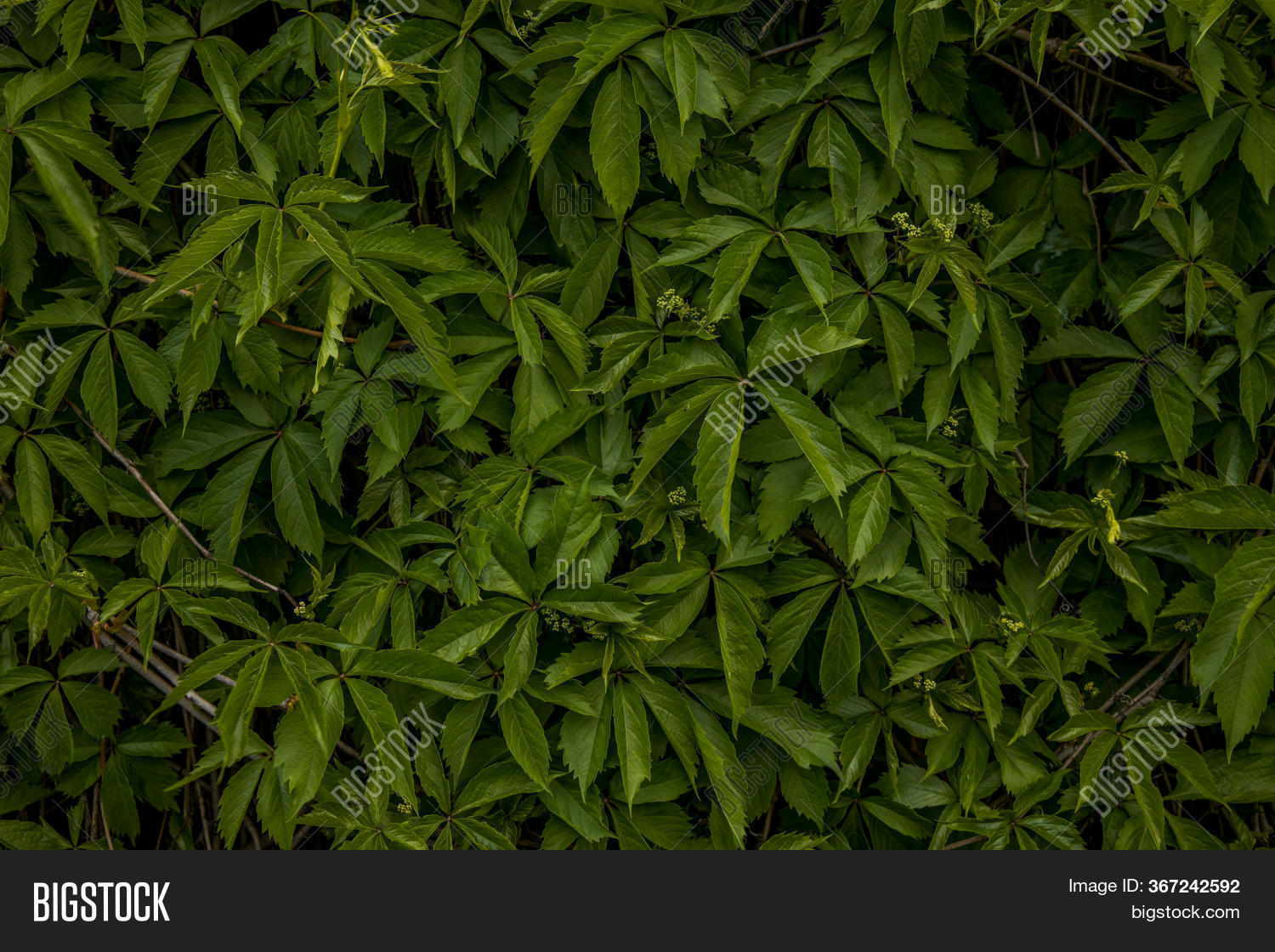 Moody Green Foliage Image & Photo (Free Trial) | Bigstock