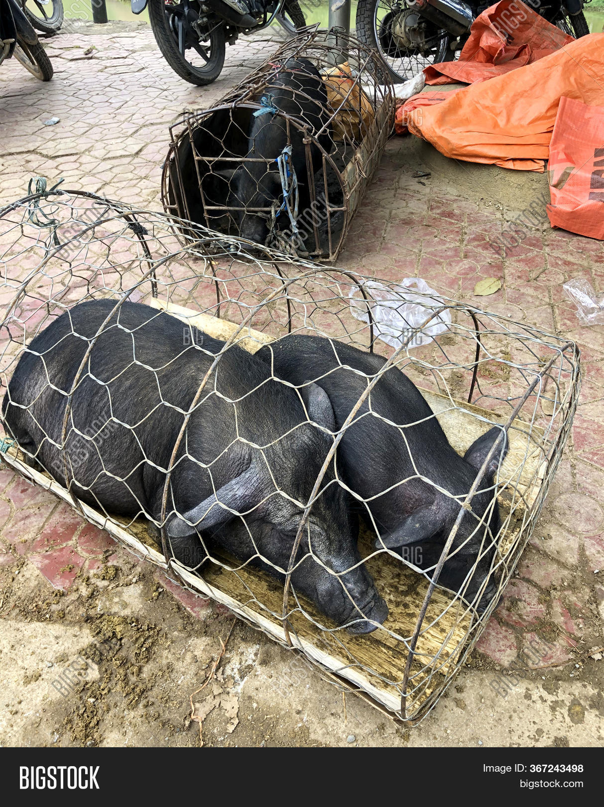 Pigs Caged Alive On Image & Photo (Free Trial) | Bigstock