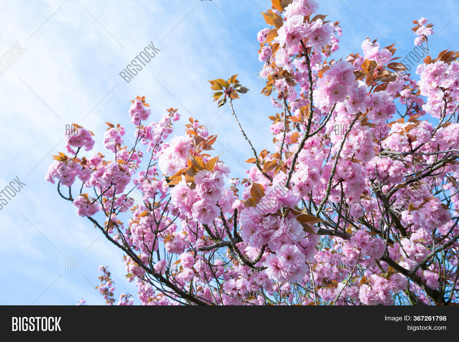 Flowering Sakura Trees Image & Photo (Free Trial) | Bigstock