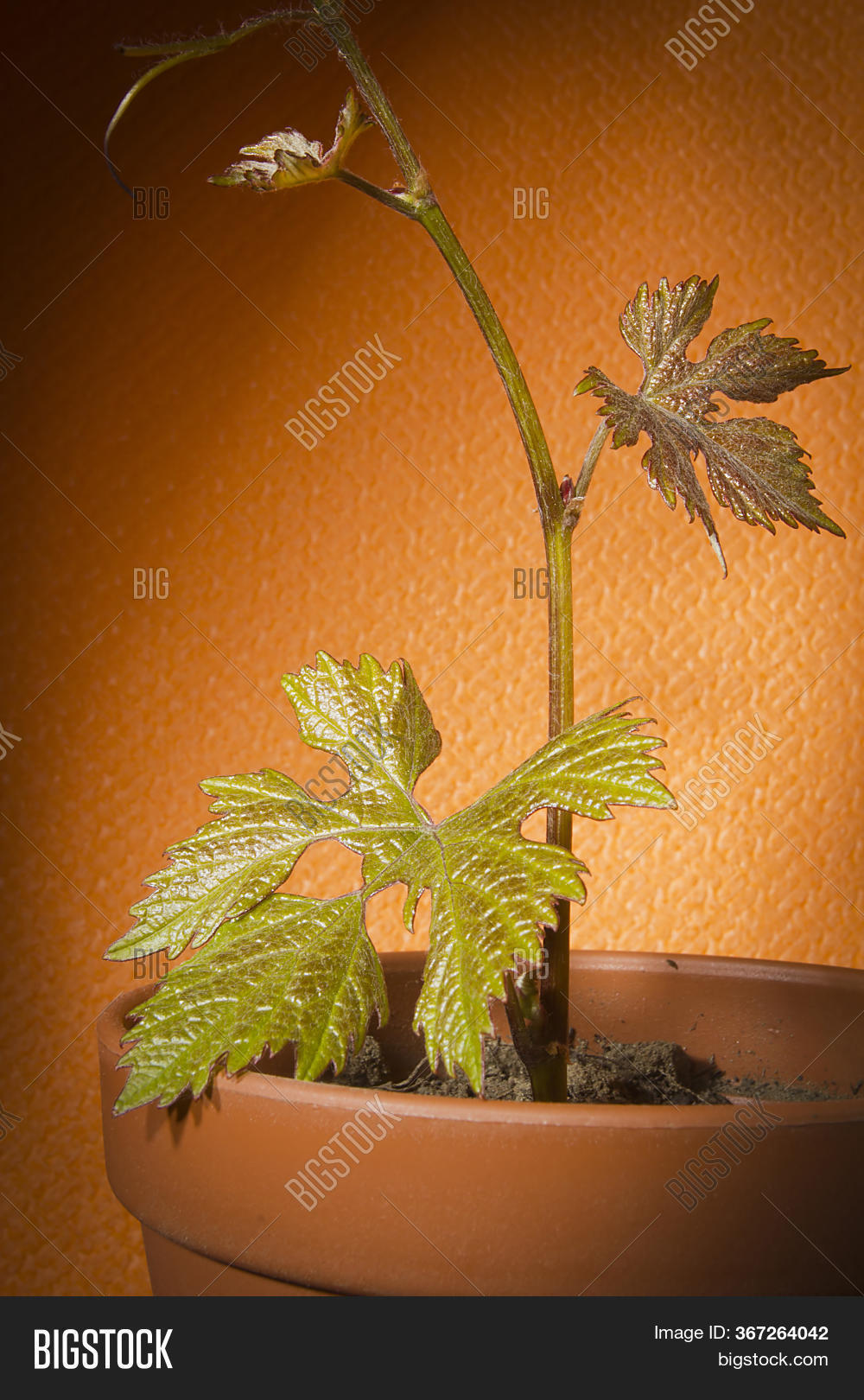 Branch Vine Pot On Image & Photo (Free Trial) | Bigstock