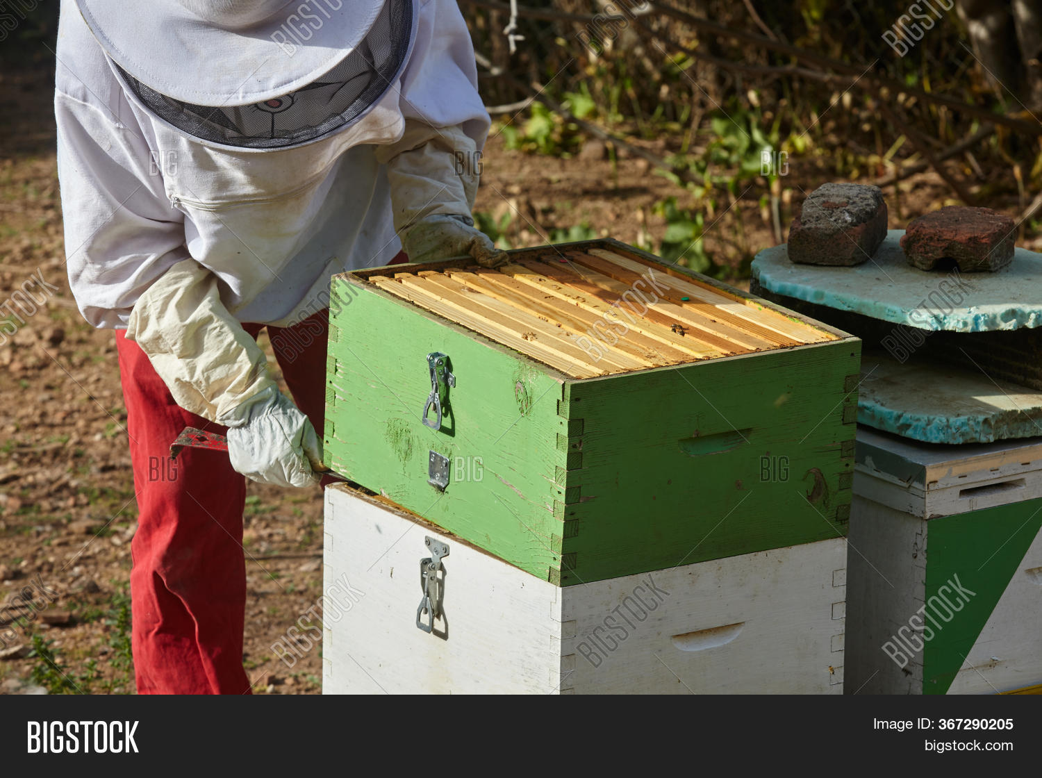 Beekeeper Working Image & Photo (Free Trial) | Bigstock