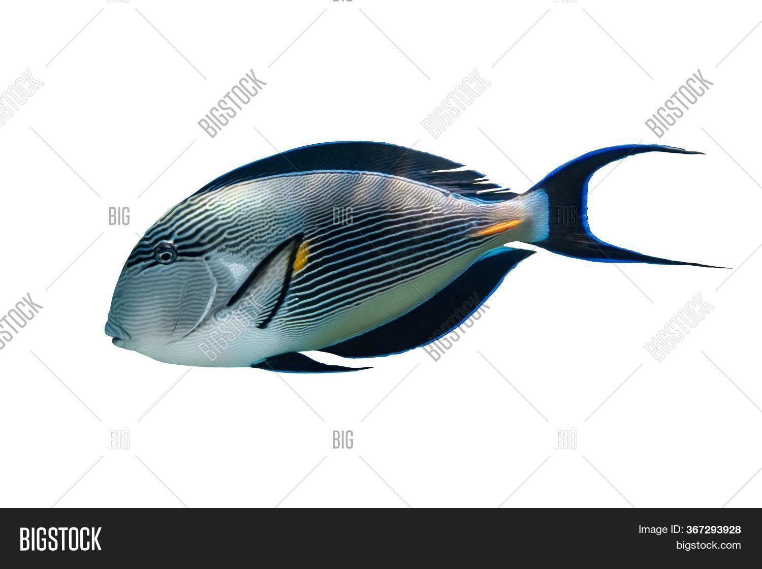 Sohal Surgeonfish ( Image & Photo (Free Trial) | Bigstock