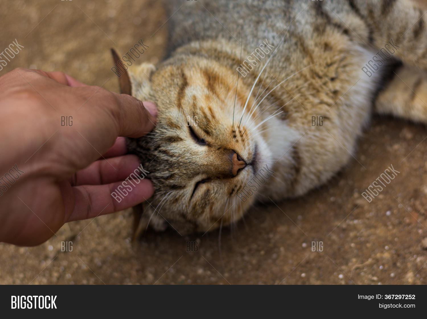 Cat Scratching Head Image & Photo (Free Trial) | Bigstock