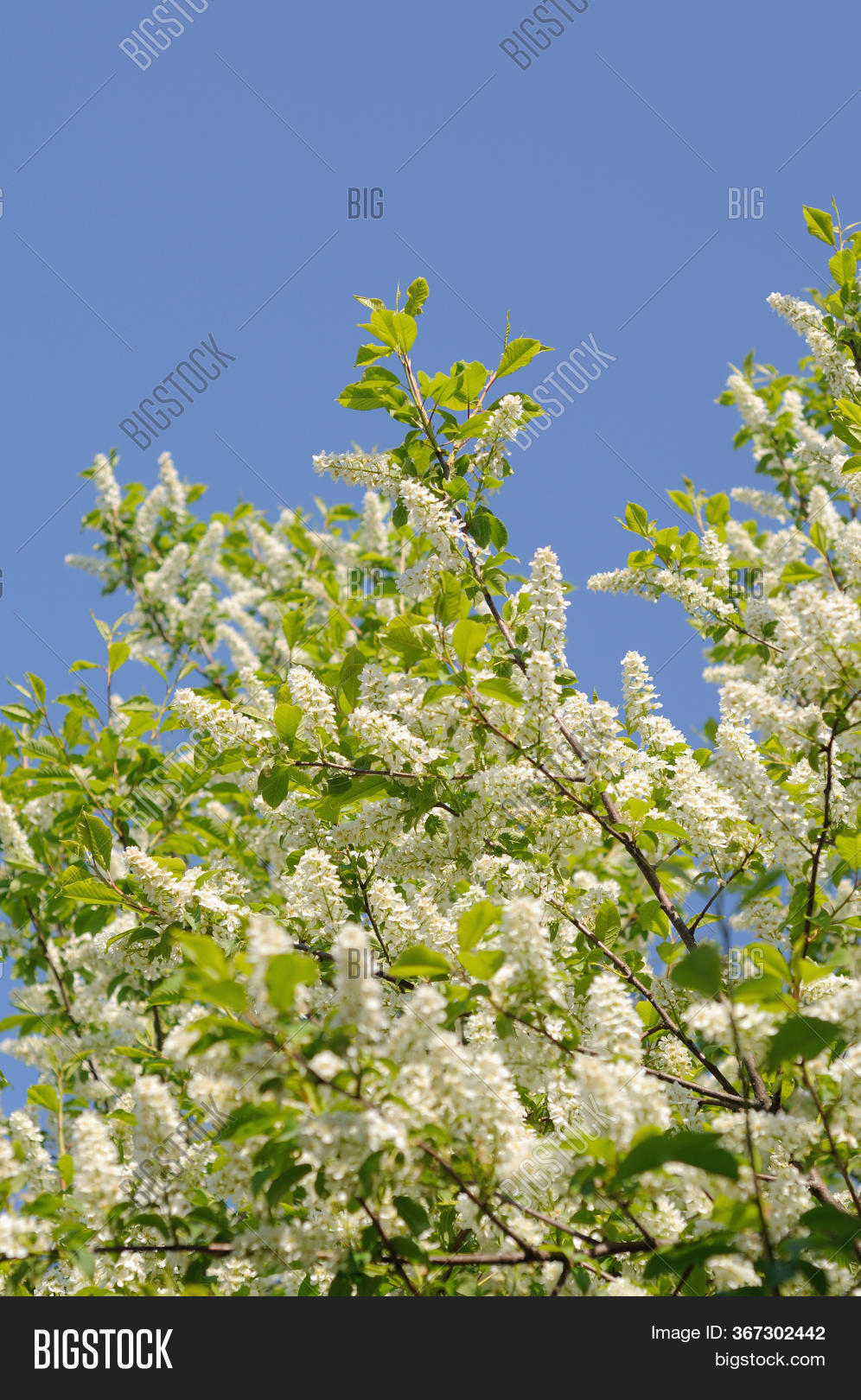 Bird Cherry Tree Early Image & Photo (Free Trial) | Bigstock