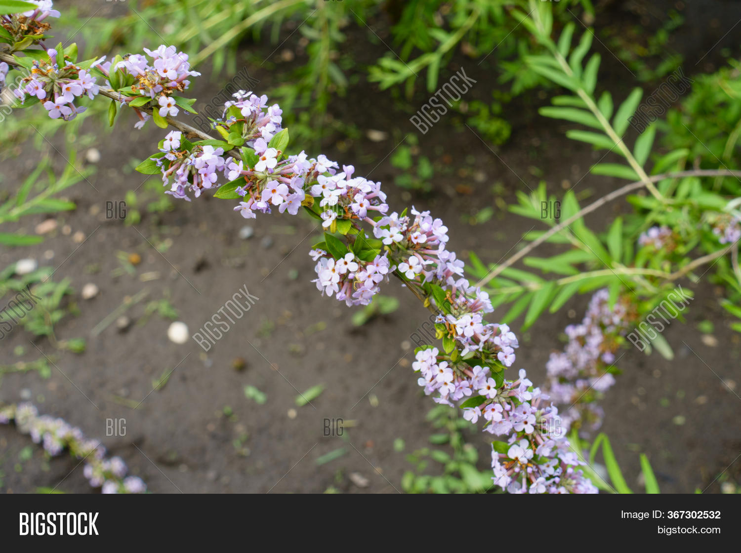 Branch Daphne Mauve Image & Photo (Free Trial) | Bigstock