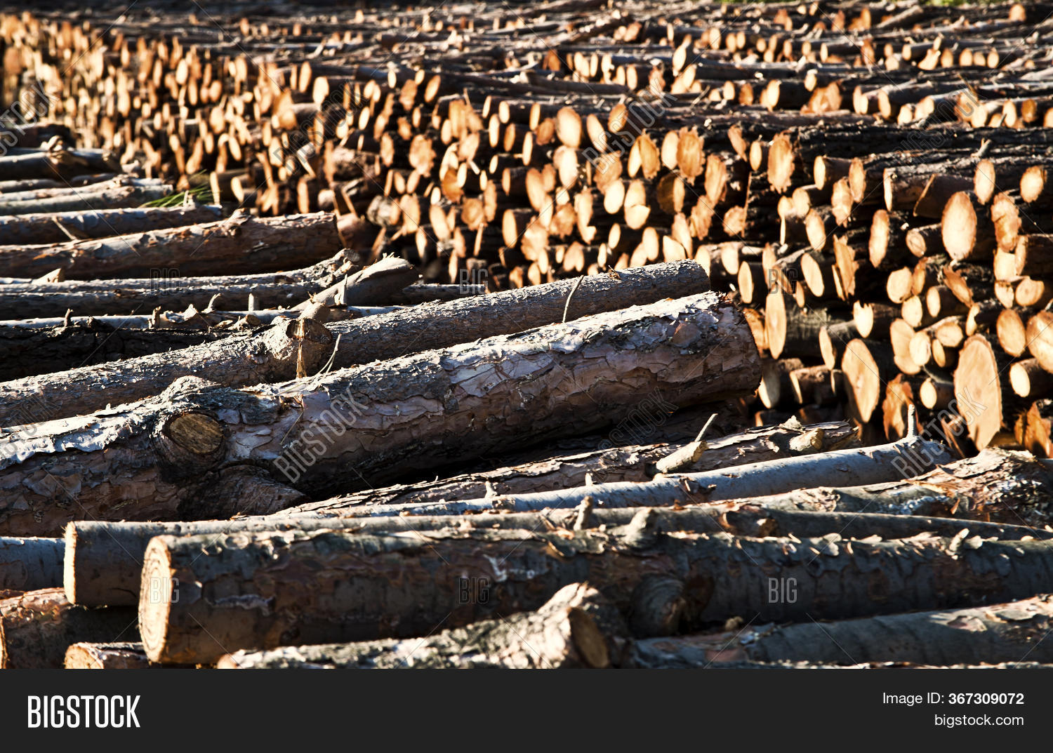 Huge Pile Cut Woods Image & Photo (Free Trial) | Bigstock