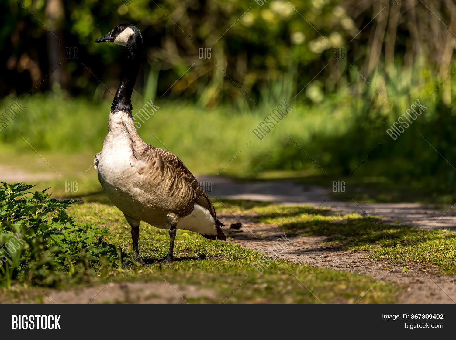Canadian Goose Image & Photo (Free Trial) | Bigstock