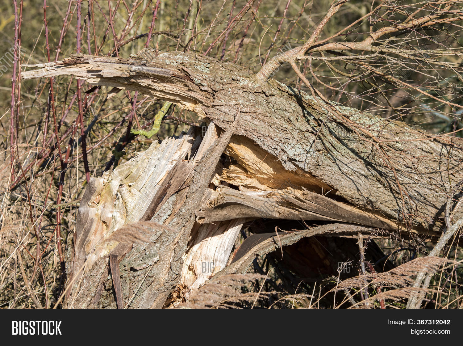 Split Tree Trunk Image & Photo (Free Trial) | Bigstock
