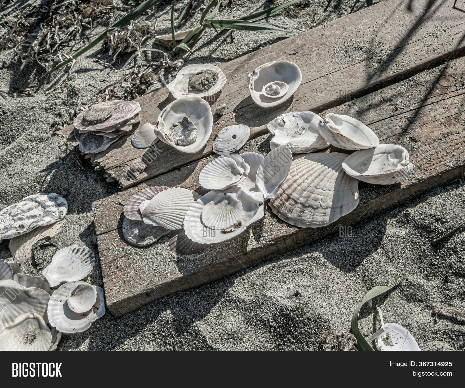 Closeup Some Seashells Image & Photo (Free Trial) | Bigstock