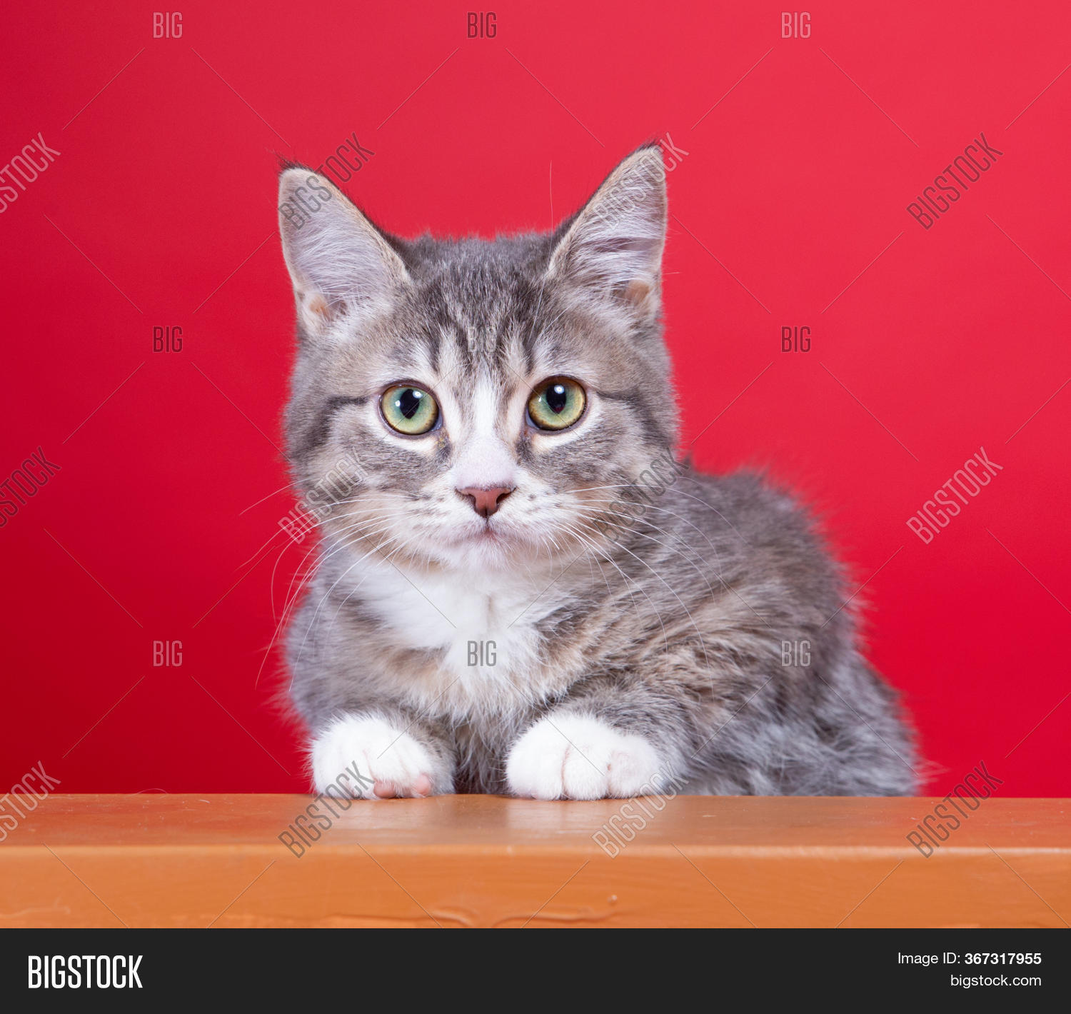 Cute Studio Photo Image & Photo (Free Trial) | Bigstock