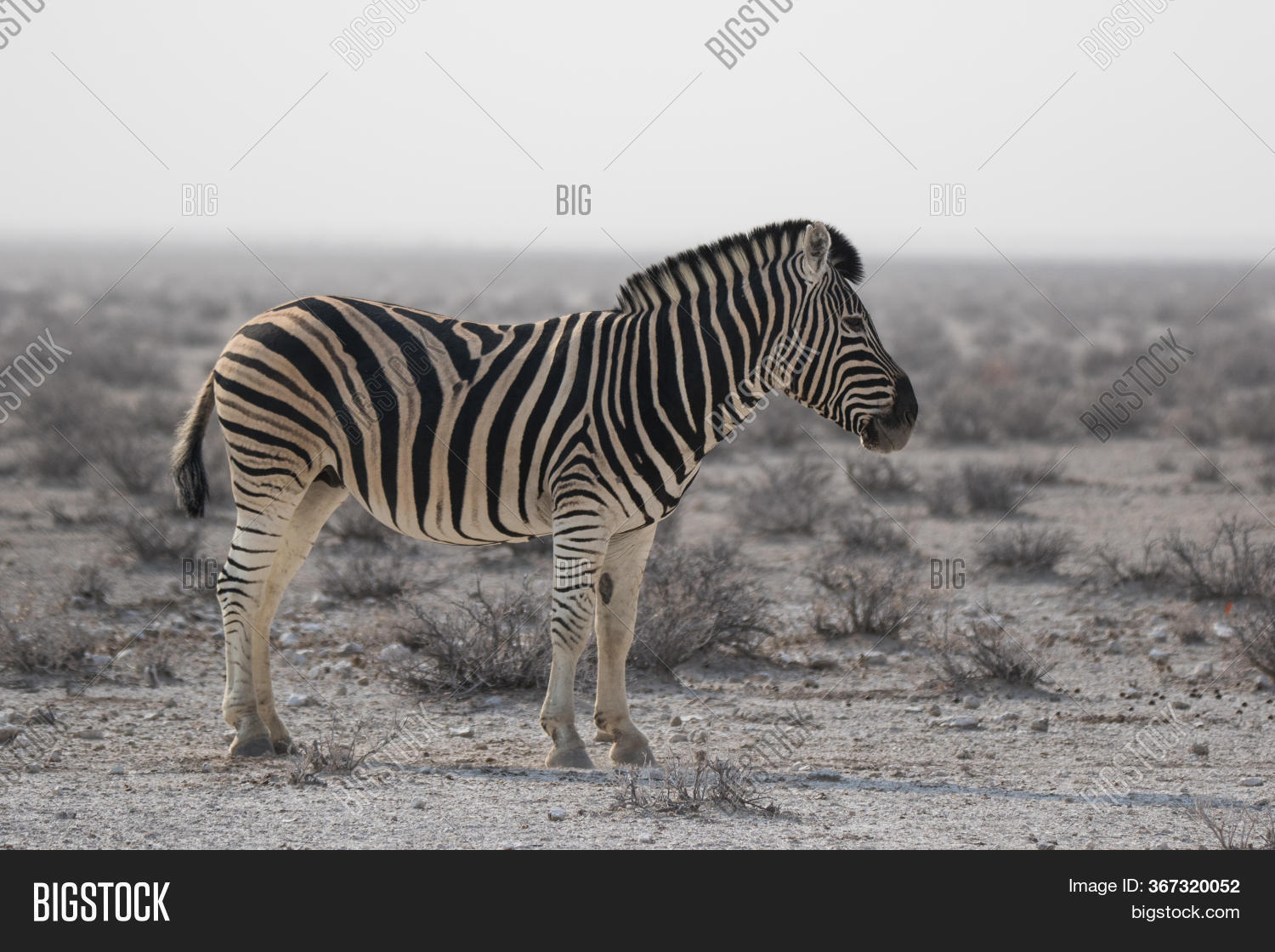 Lonaly Striped Zebra Image & Photo (Free Trial) | Bigstock