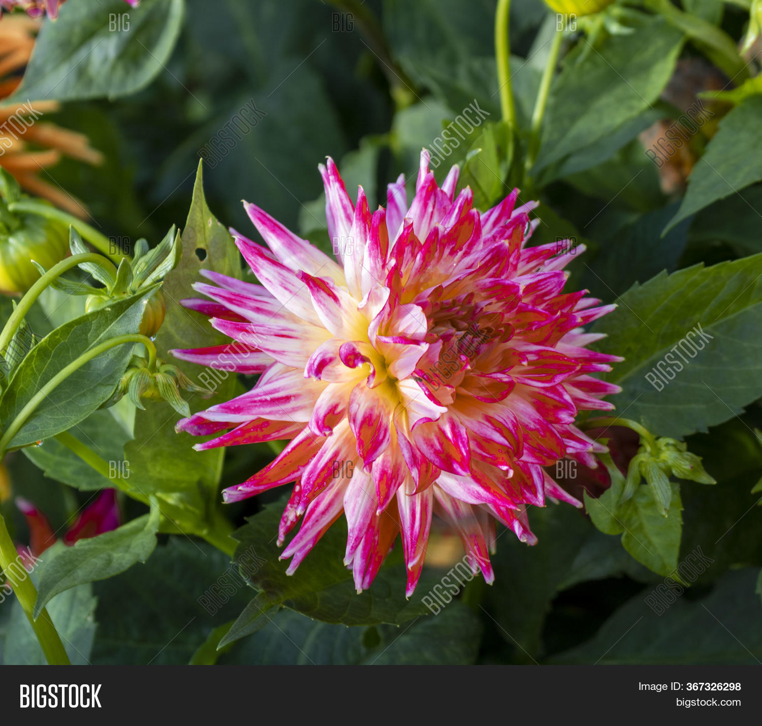 Dahlias Summer Time. Image & Photo (Free Trial) | Bigstock