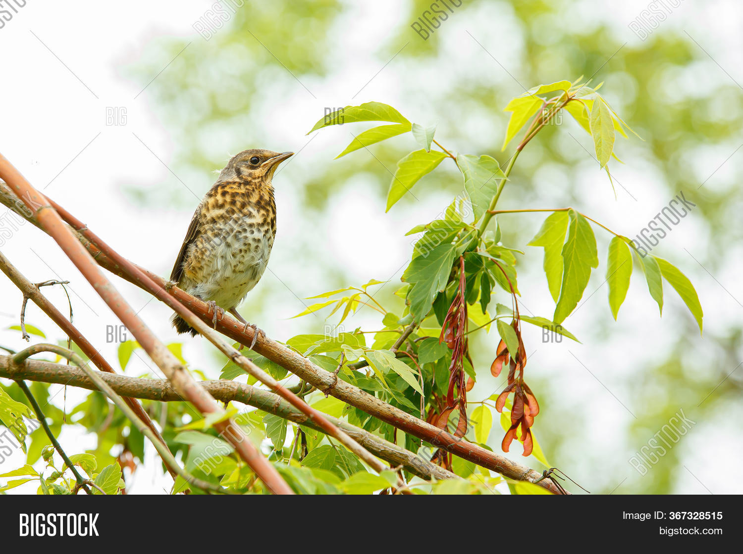 Fieldfare Juvenile Image & Photo (Free Trial) | Bigstock