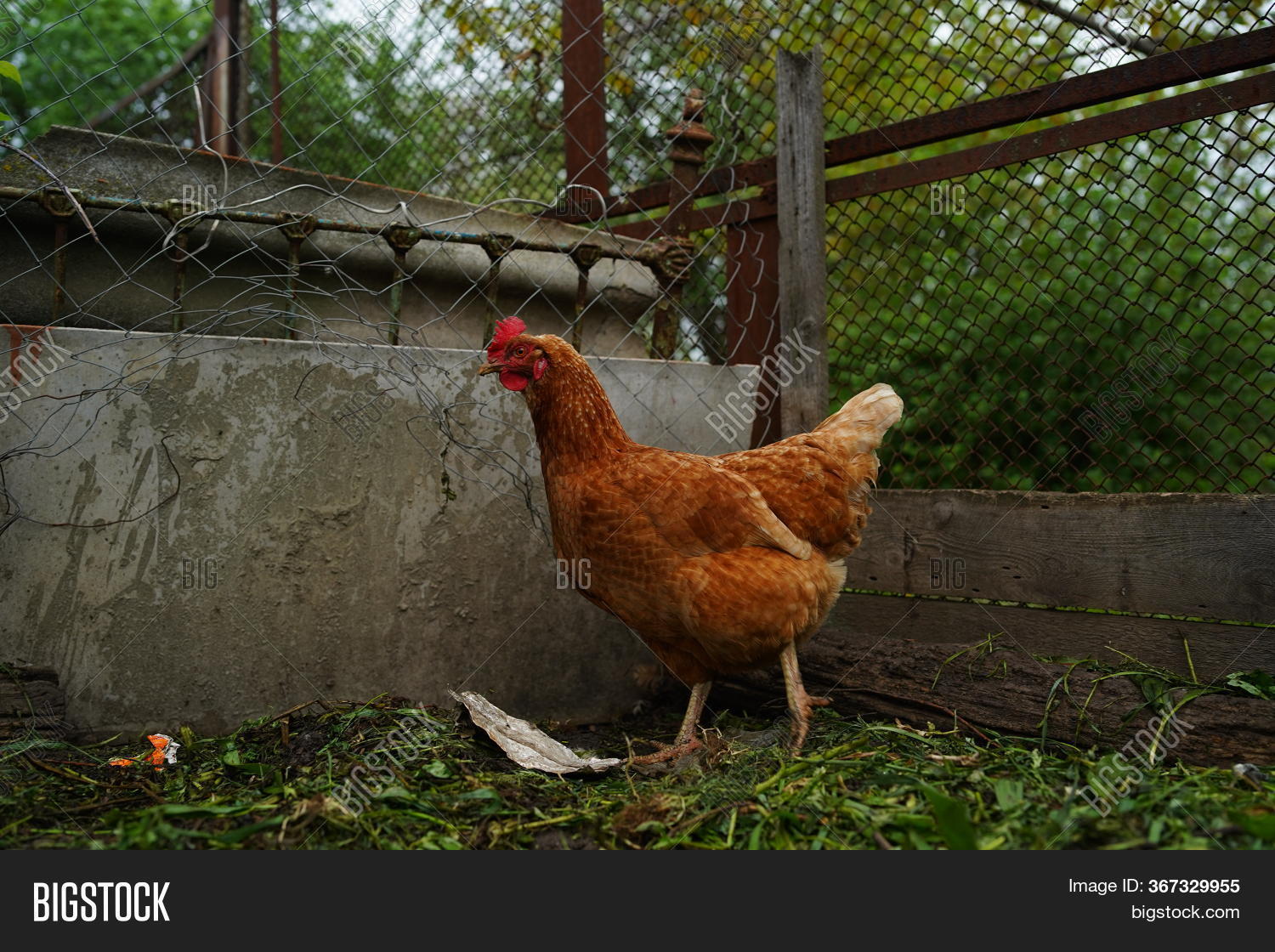 Chicken Standing On Image & Photo (Free Trial) | Bigstock