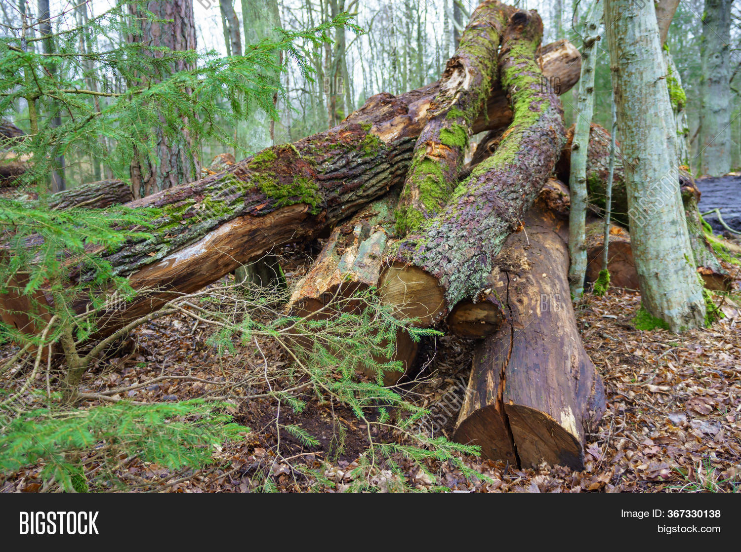 Felled Trees Stack, Image & Photo (Free Trial) | Bigstock