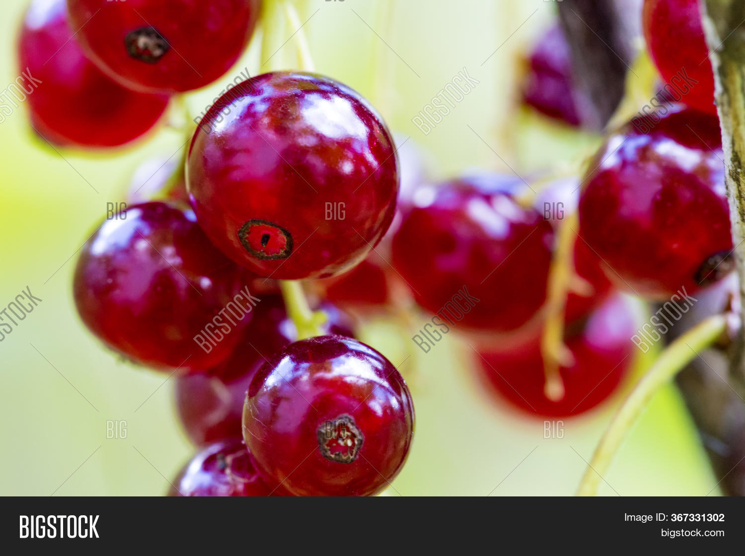 Red Currant Berries On Image & Photo (Free Trial) | Bigstock
