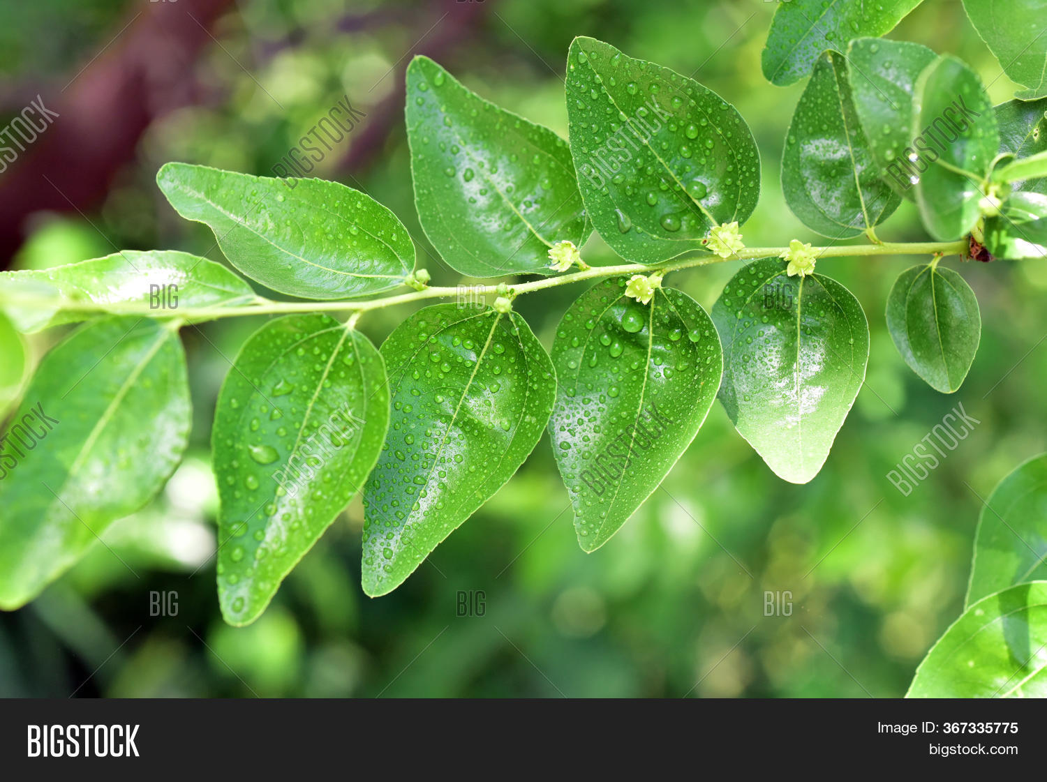 Jojoba Blooming Tree Image & Photo (Free Trial) | Bigstock