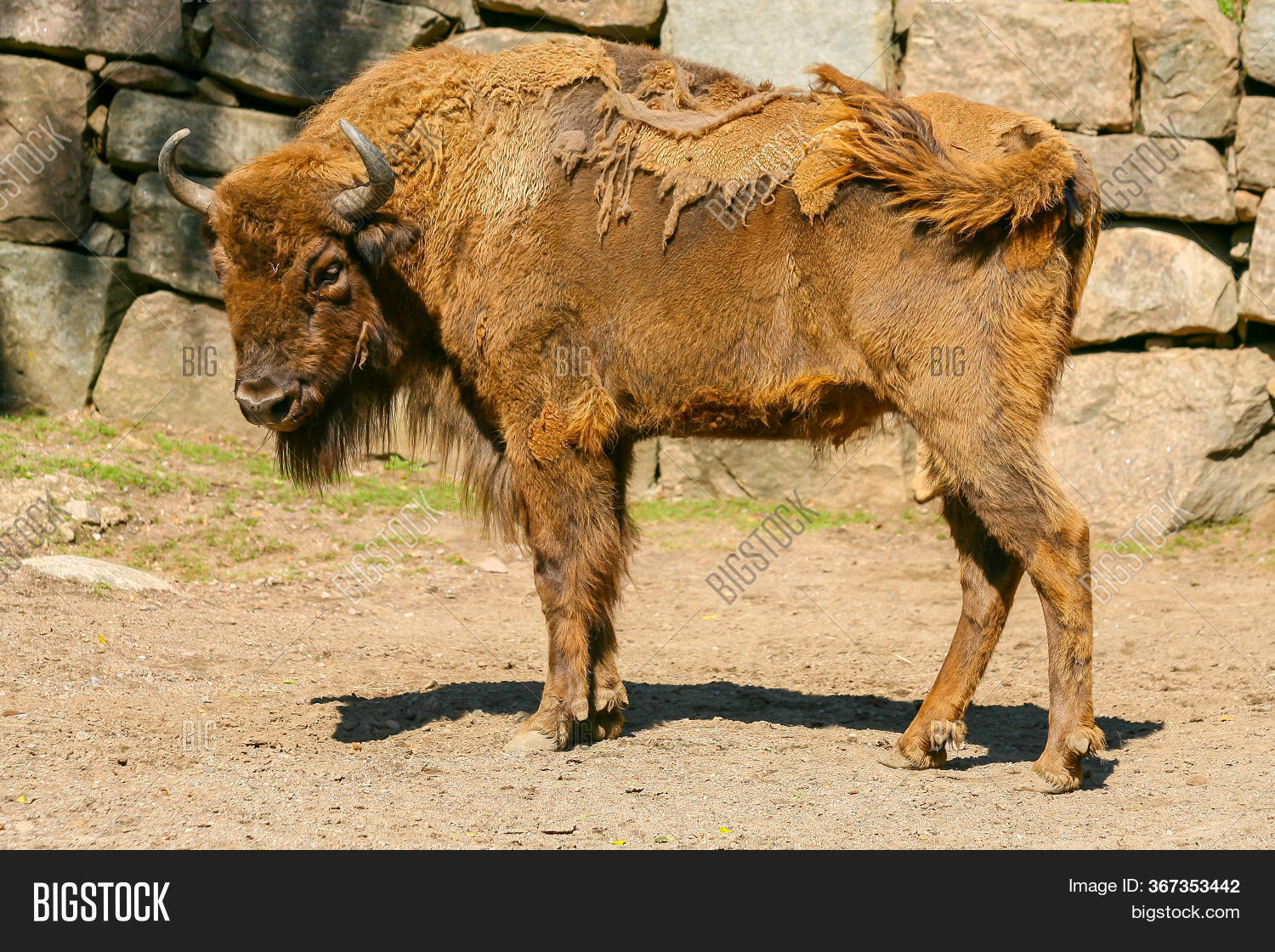 European Bison (bison Image & Photo (Free Trial) | Bigstock