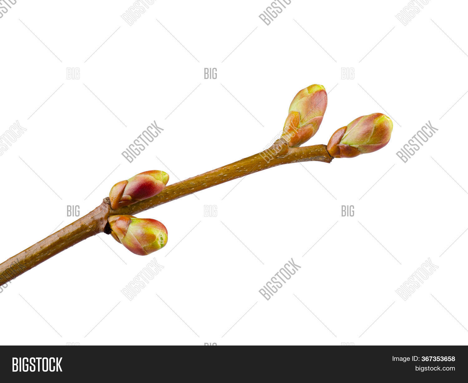 Spring Budding Image & Photo (Free Trial) | Bigstock