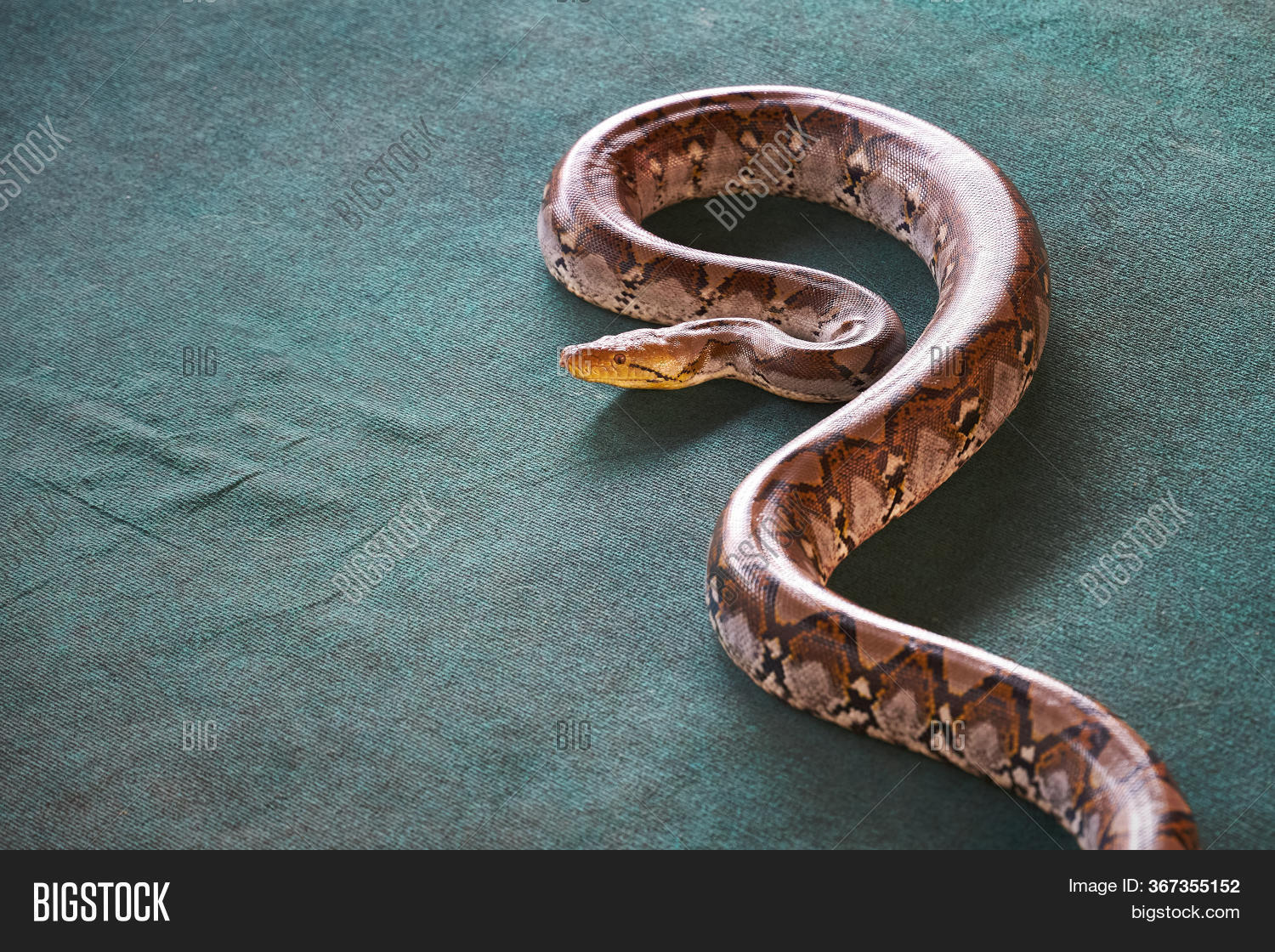 Big Beautiful Python Image & Photo (Free Trial) | Bigstock