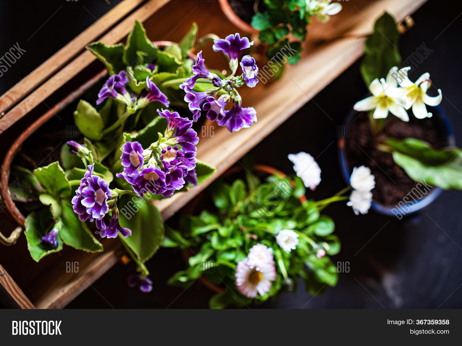 Spring Flowers Pots Image & Photo (Free Trial) | Bigstock