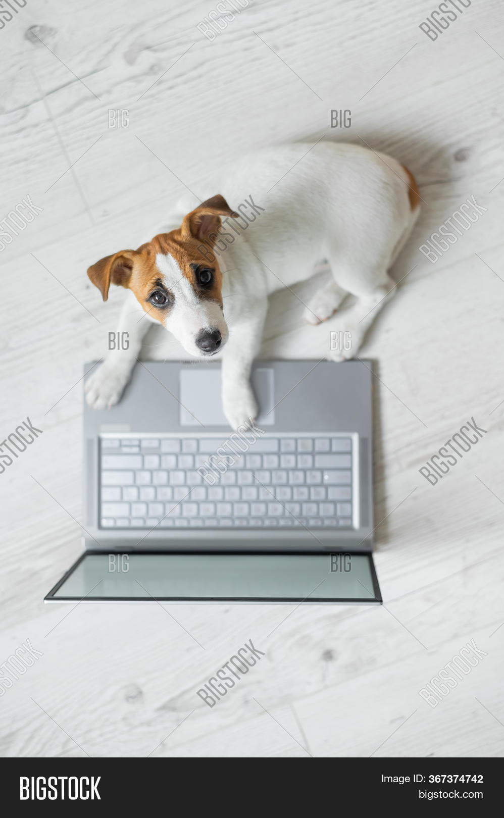 Jack Russell Terrier Short Hair