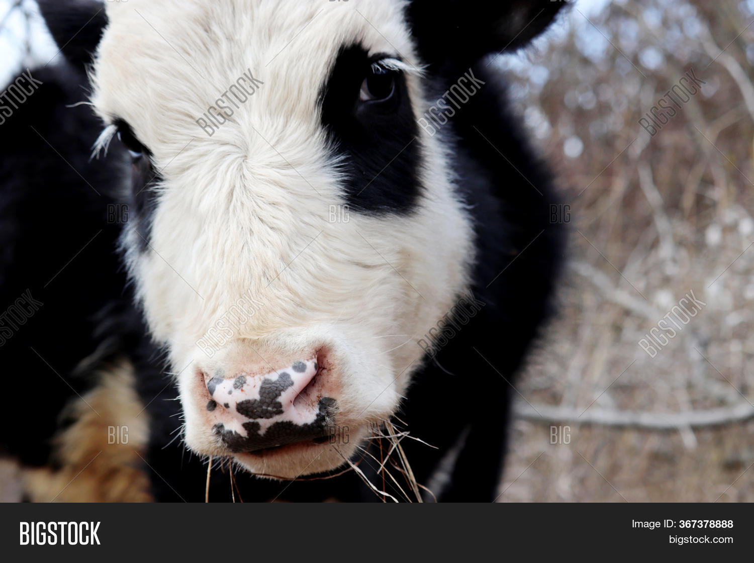 Young Bull Grazing On Image & Photo (Free Trial) | Bigstock