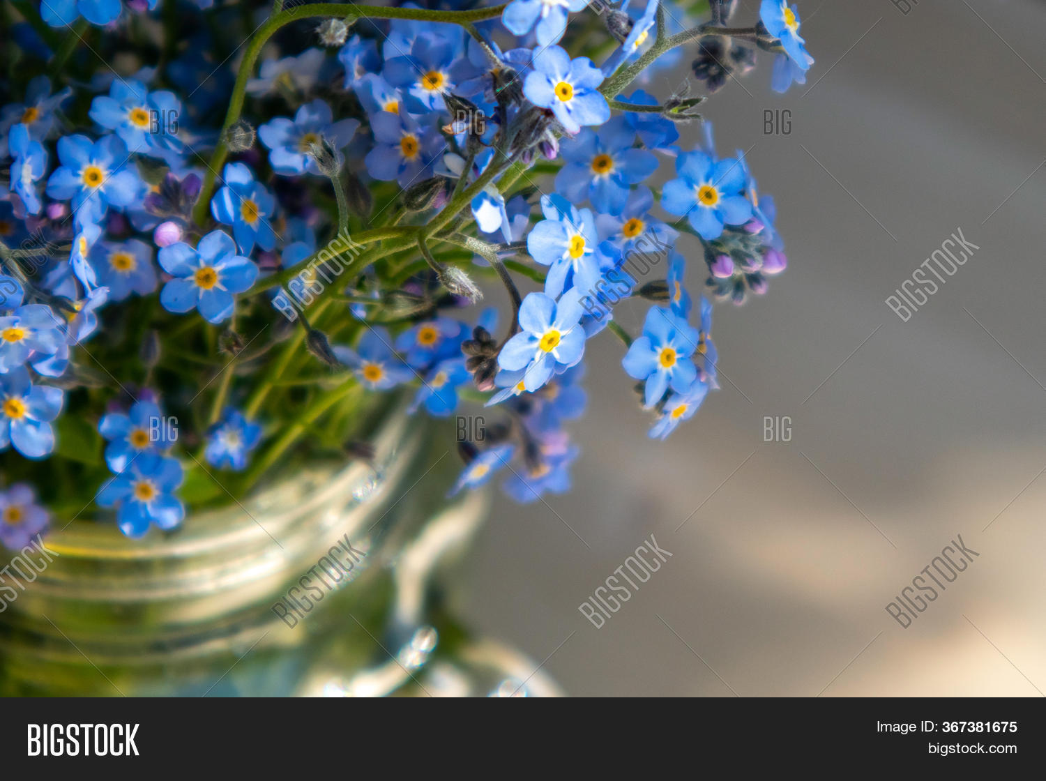 Forget-me-not Flowers Image & Photo (Free Trial) | Bigstock