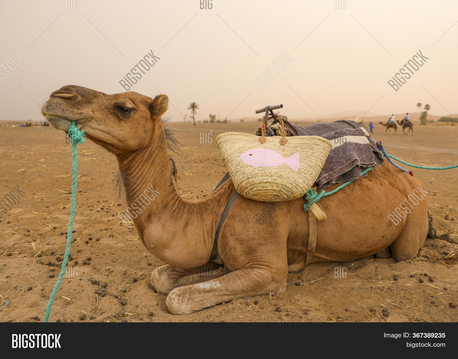 Camel Ready Lead Image & Photo (Free Trial) | Bigstock