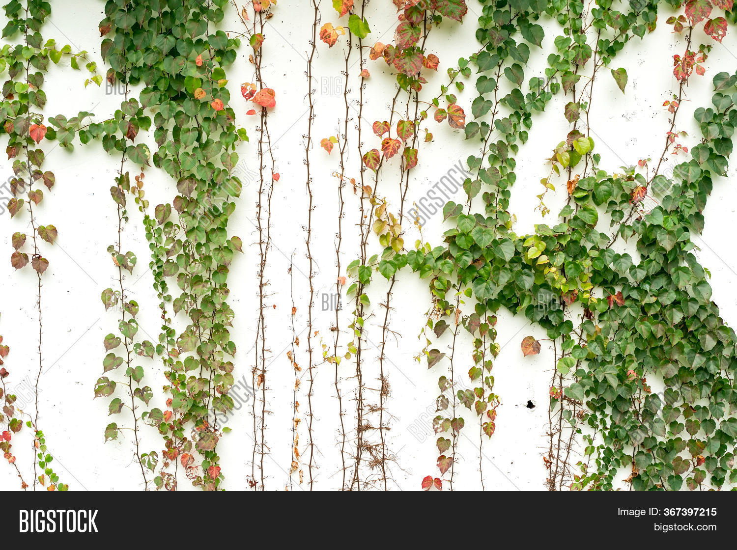 Ivy Isolated On White Image & Photo (Free Trial) | Bigstock