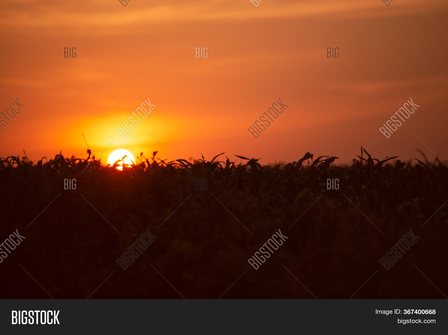 Sunrise Over Cornfield Image & Photo (Free Trial) | Bigstock