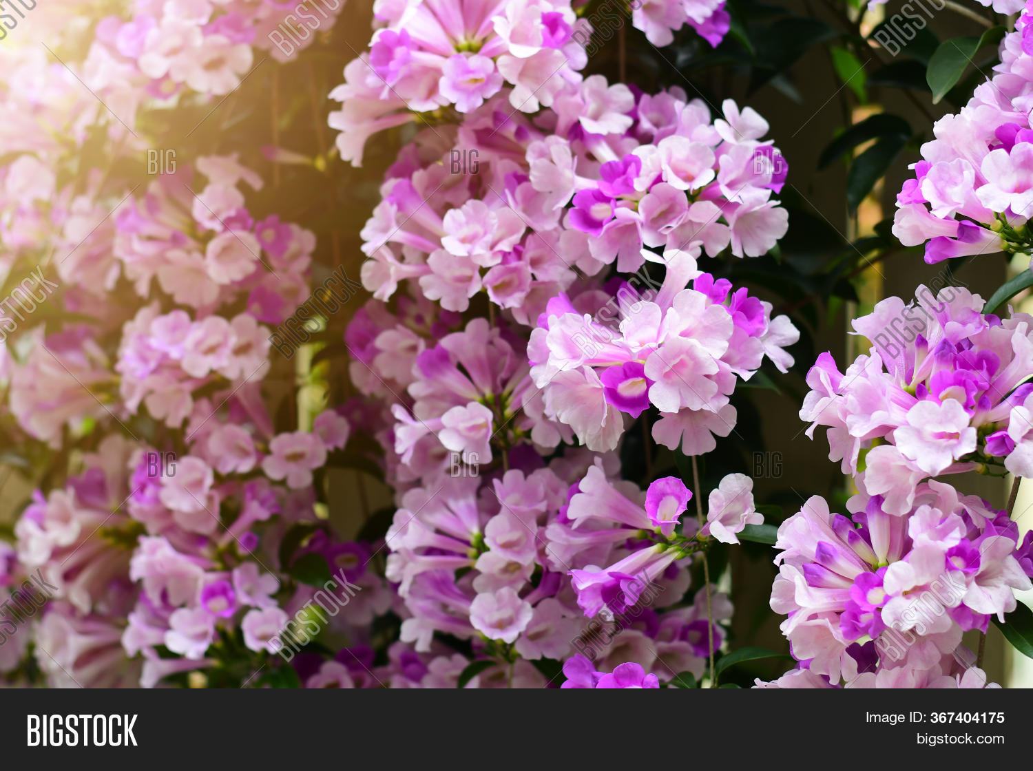 Mansoa Alliacea, Image & Photo (Free Trial) | Bigstock