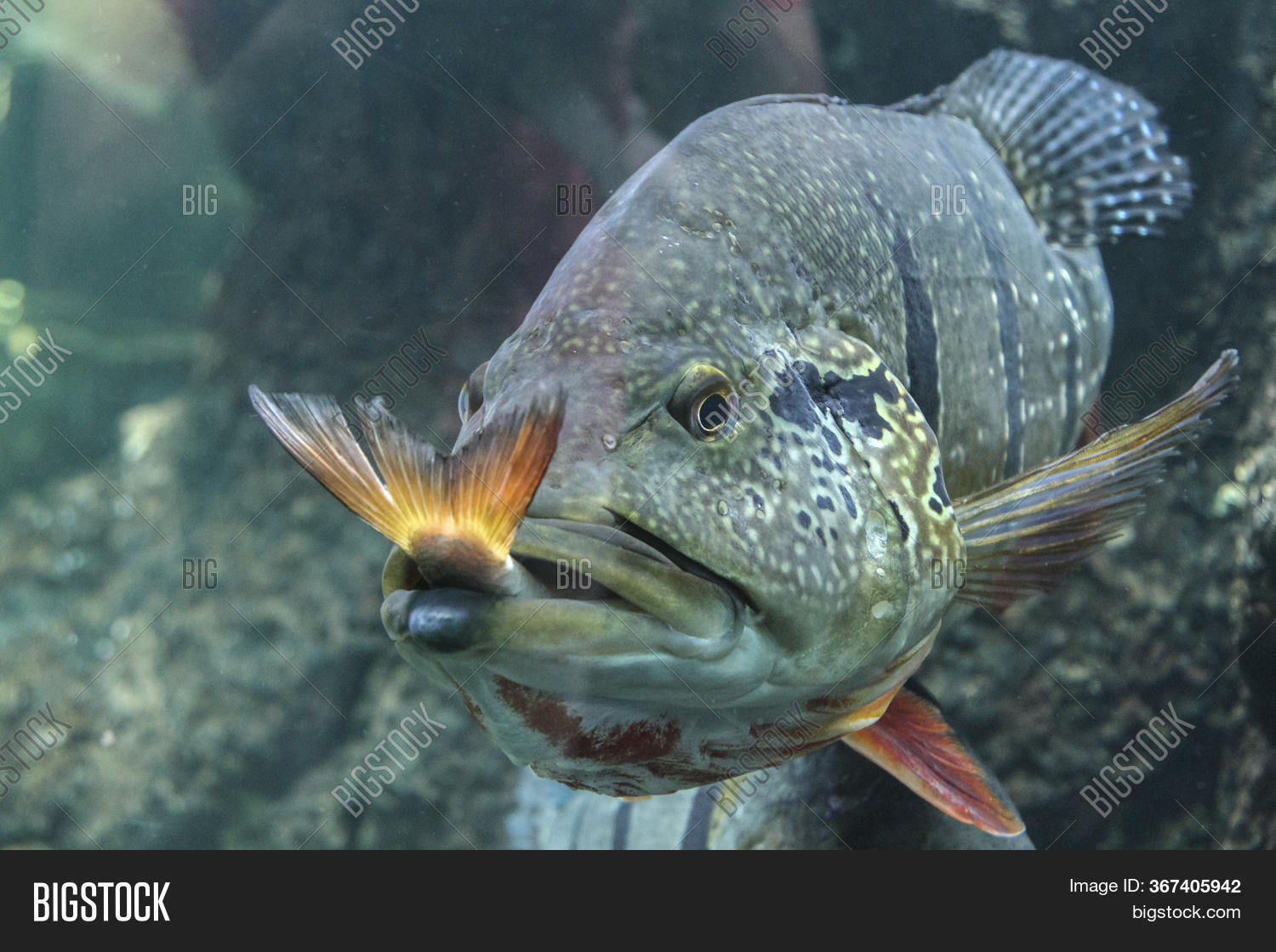 Big Fish Eat Little Image & Photo (Free Trial) | Bigstock