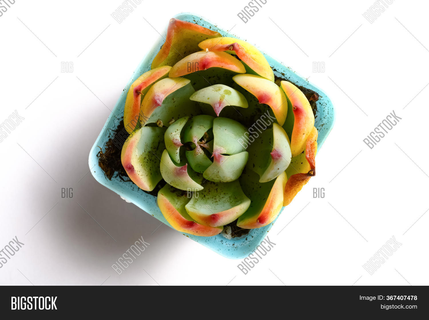 Top View Pot Green Image & Photo (Free Trial) | Bigstock