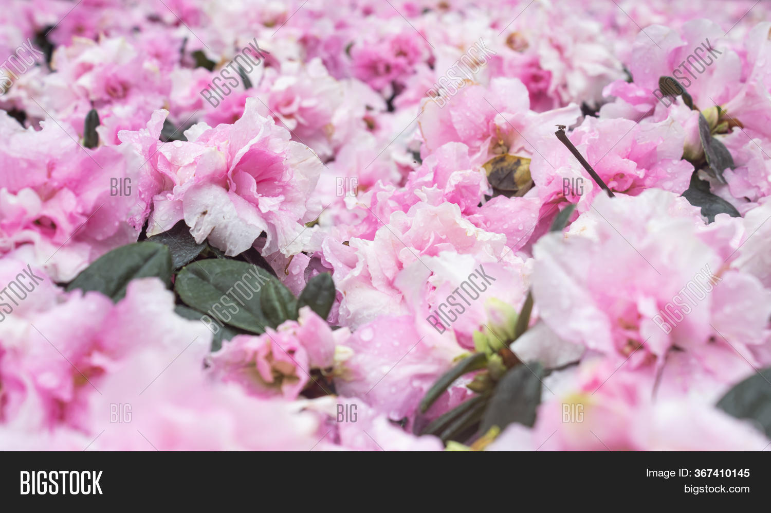 Pink Azalea Flower Image & Photo (Free Trial) | Bigstock