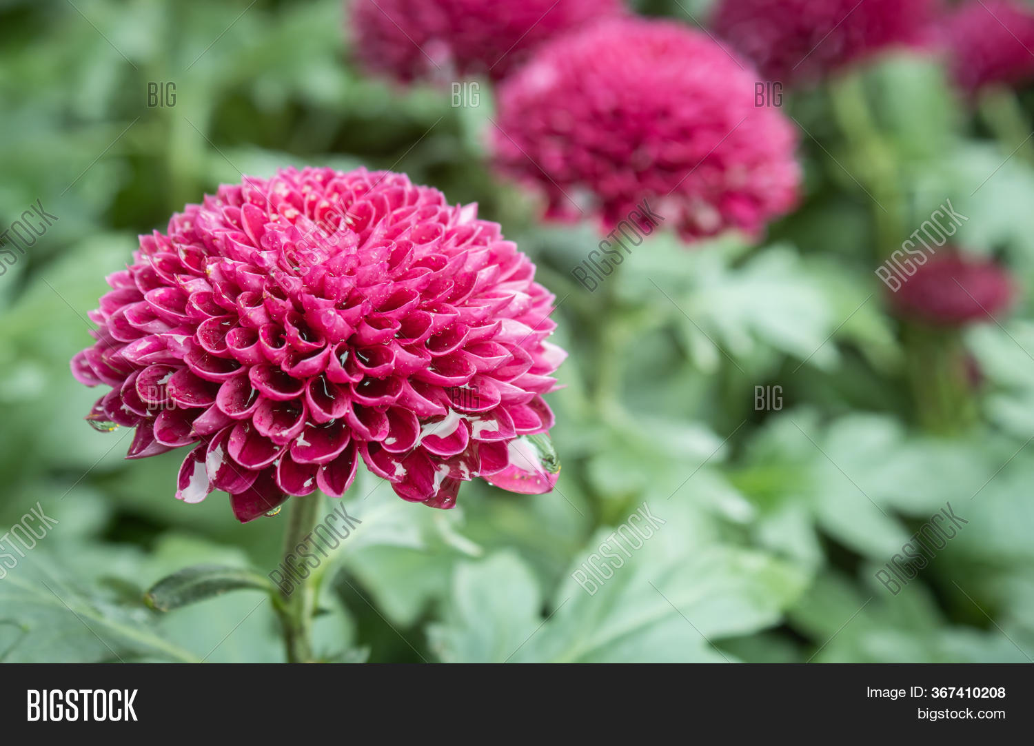 Purple Violet Dahlia Image & Photo (Free Trial) | Bigstock