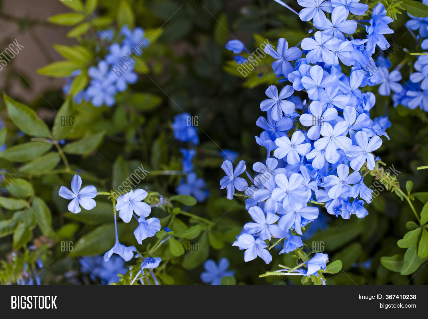Blue Romantic Flowers Image & Photo (Free Trial) | Bigstock